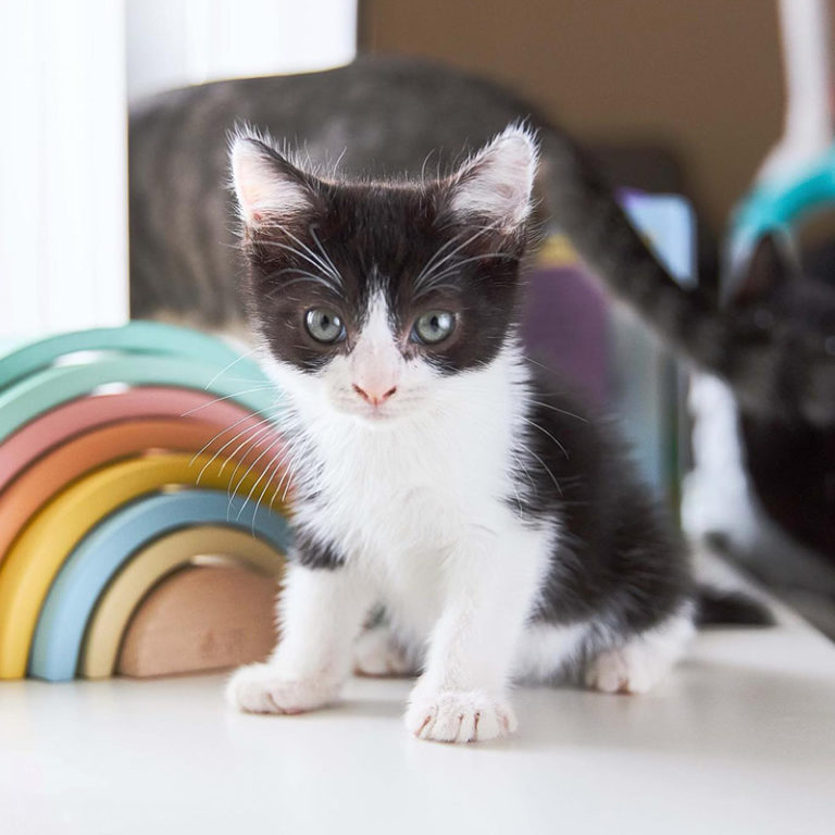 Rescuers Save S'mores the Kitten After Fireworks Scared Mama