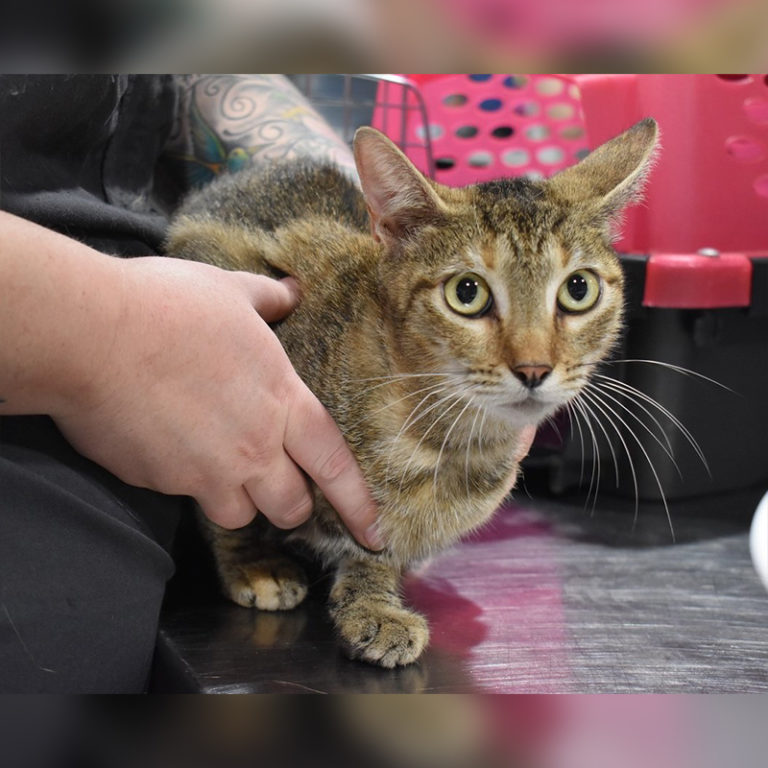 Tied To A Gas Station Bush, a Passerby Spots Little Feline 'Fern'