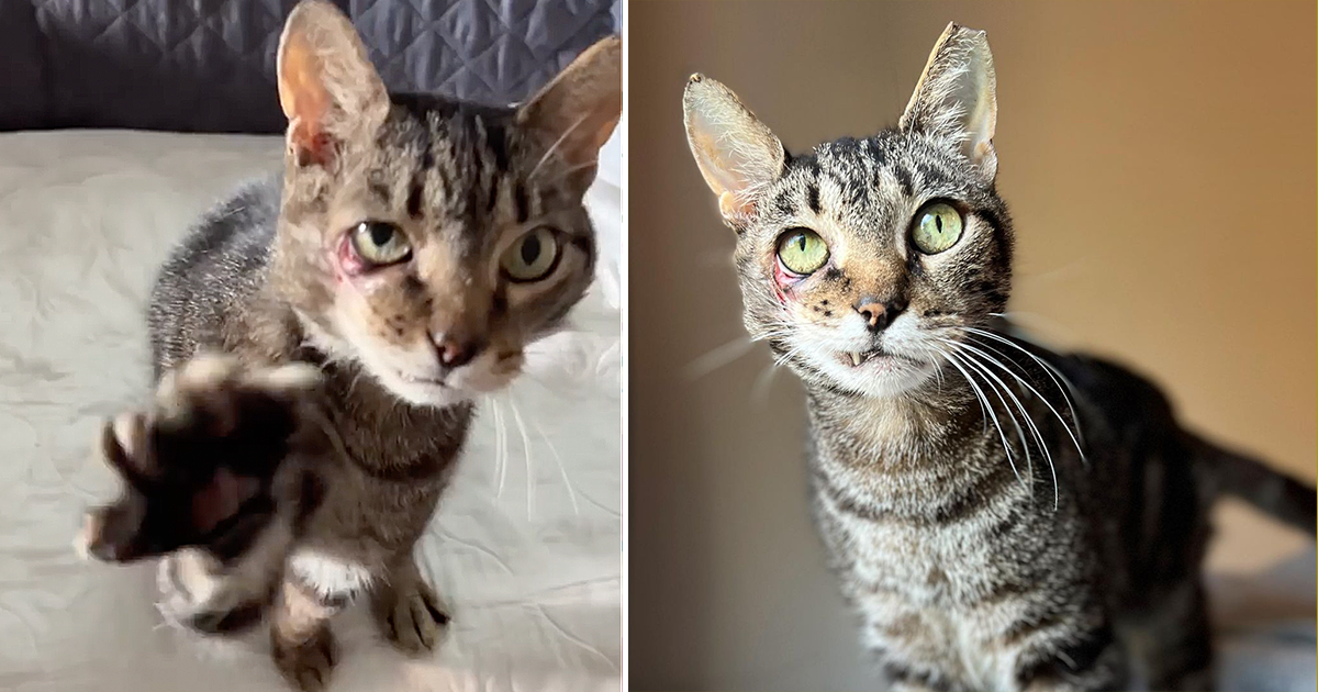 Jules the Tabby Only Wants Love After Surviving Car Accident