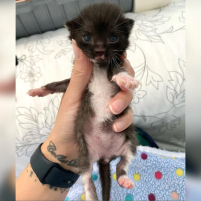 Foster Mom Creates the Funniest Instagram Reels of Cute Kittens