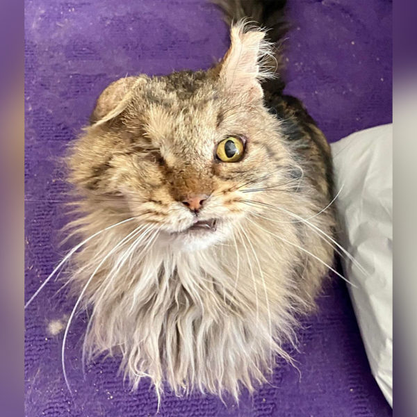 Dumped and Forgotten, Senior Cat Earl Gets a Second Chance