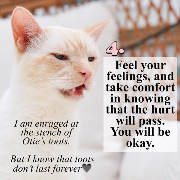 Rescued Kentucky Kitty's Advice on Dealing with Stinky Moments
