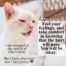 Rescued Kentucky Kitty's Advice on Dealing with Stinky Moments