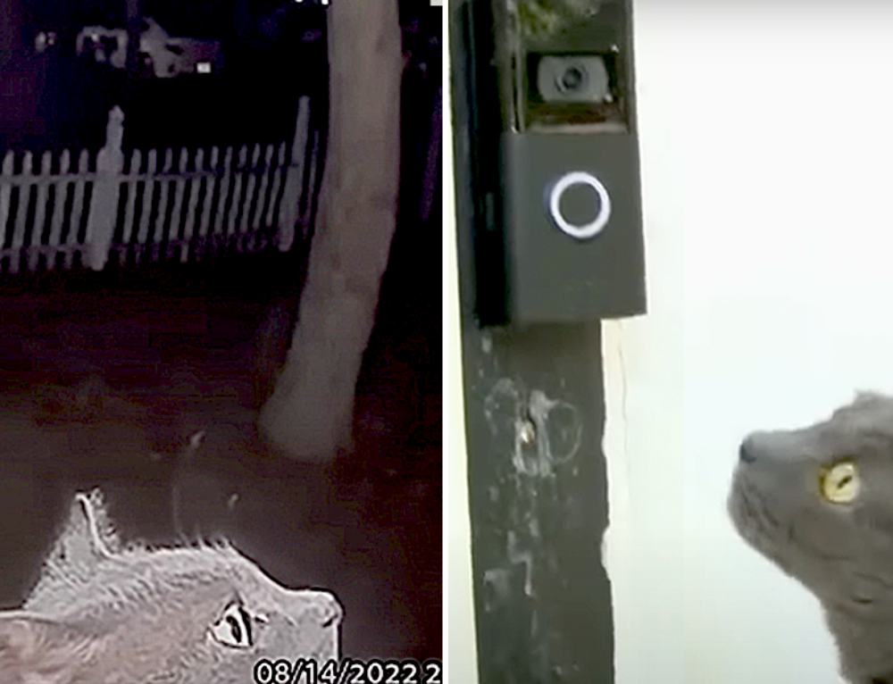 25 Interesting Facts About Cats You May Not Have Known - Cole & Marmalade