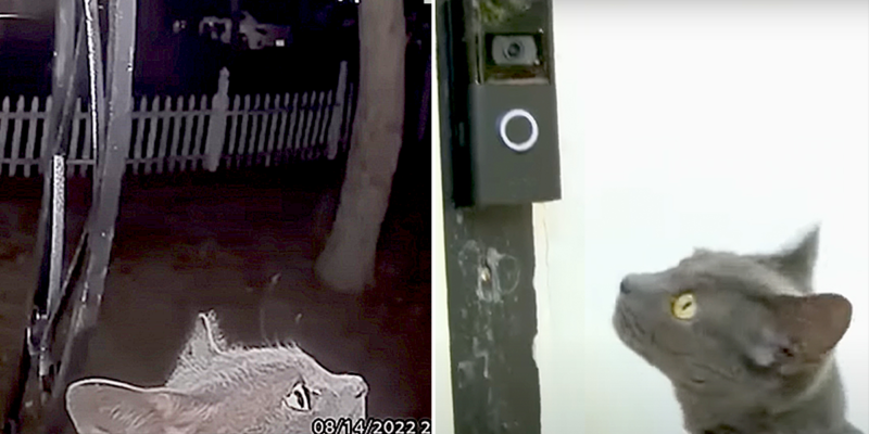Long Island Cat Lilly Rings Doorbell For Help After Going Missing