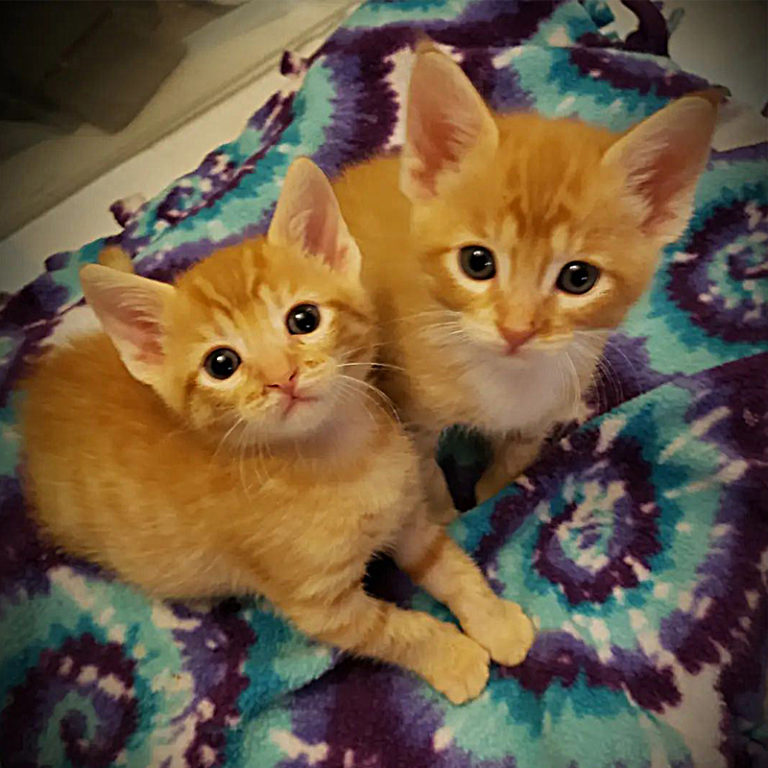 Village of Rescuers Save 1-Week-Old Kittens, Mac and Cheese