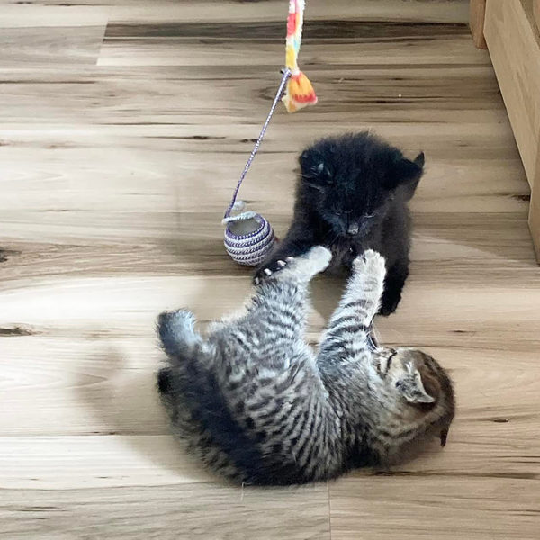 Matilda, the Kitten Given CPR, Comes Back to Life, Finds Home