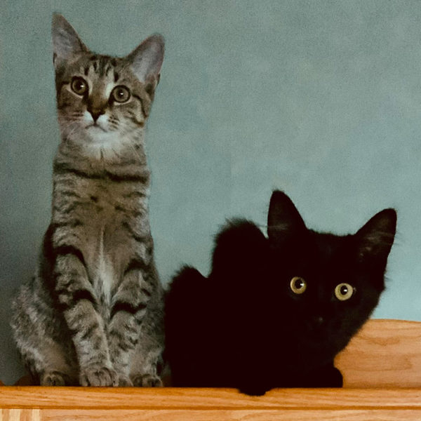 Matilda, the Kitten Given CPR, Comes Back to Life, Finds Home