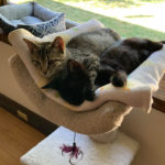 Matilda, the Kitten Given CPR, Comes Back to Life, Finds Home