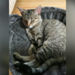 Matilda, the Kitten Given CPR, Comes Back to Life, Finds Home