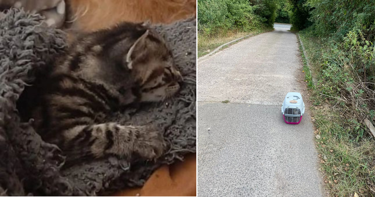 Man Runs Off After Dumping Cats in Driveway of Open Shelter