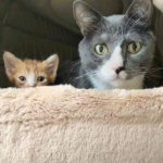 Rescuers Share DIY Tips to Eliminate Cat Pee from Carpet