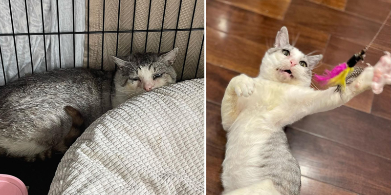 How an Aggressive Feral Cat 'Potato' Transformed in 4 Weeks