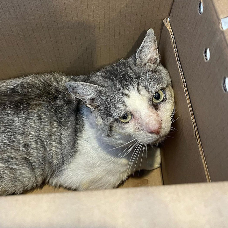 How an Aggressive Feral Cat 'Potato' Transformed in 4 Weeks