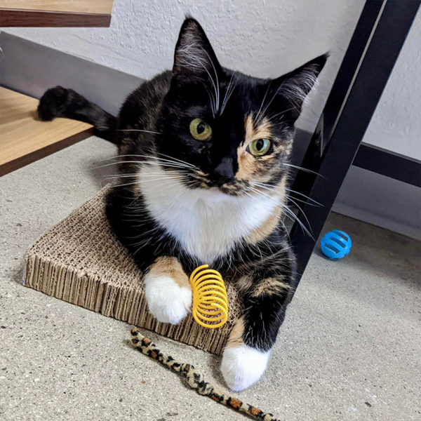 Carmela, the 'Celine Dion of Cats, ' Waits 463 Days to Find a Home