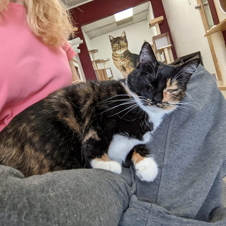 Carmela, the 'Celine Dion of Cats, ' Waits 463 Days to Find a Home