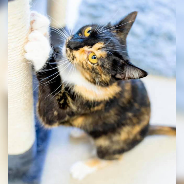 Carmela, the 'Celine Dion of Cats, ' Waits 463 Days to Find a Home