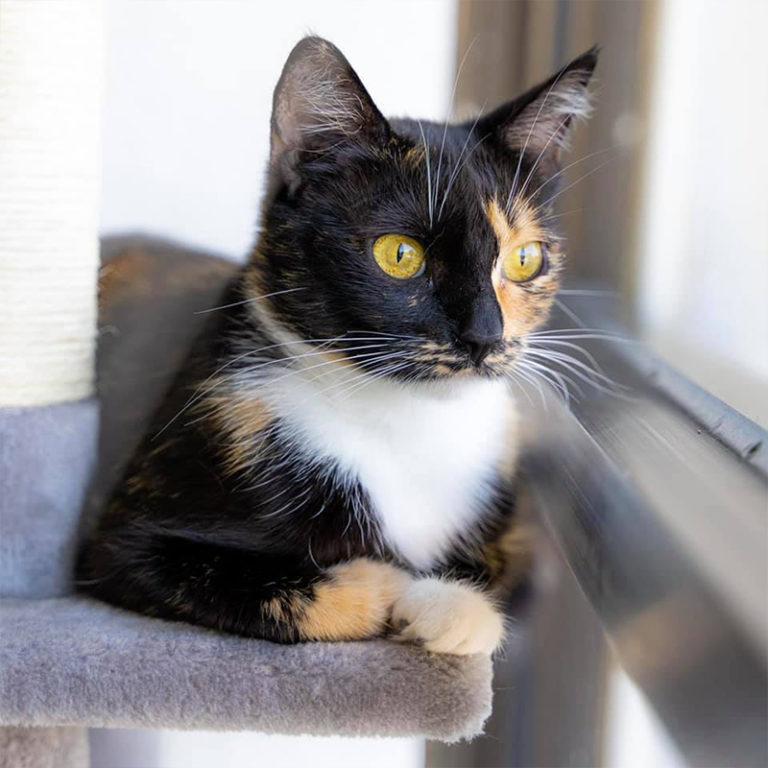 Carmela, the 'Celine Dion of Cats, ' Waits 463 Days to Find a Home