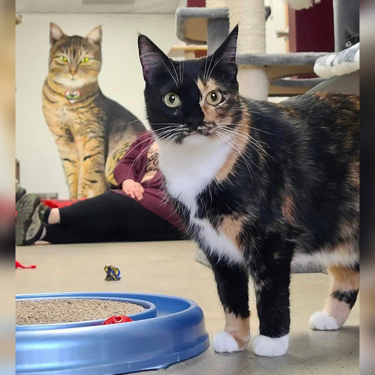 Carmela, the 'Celine Dion of Cats, ' Waits 463 Days to Find a Home