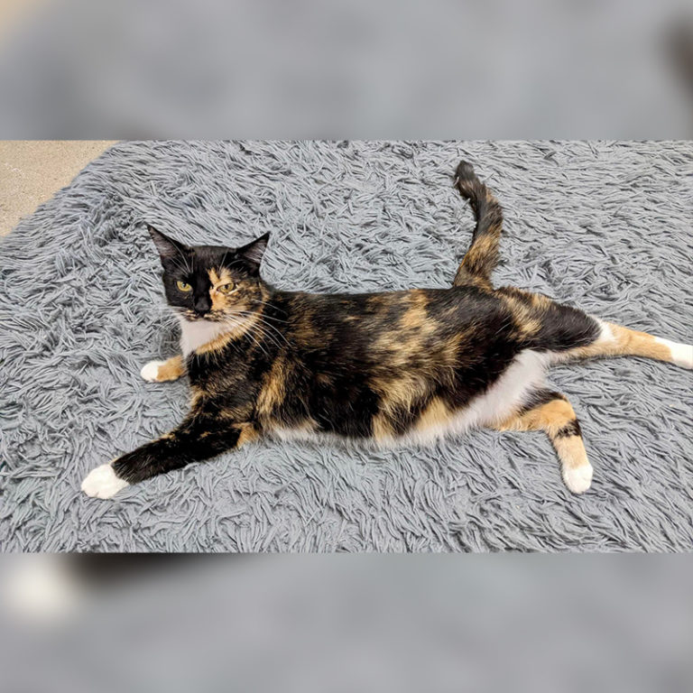 Carmela, the 'Celine Dion of Cats, ' Waits 463 Days to Find a Home