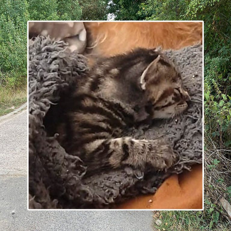 Man Runs Off After Dumping Cats in Driveway of Open Shelter