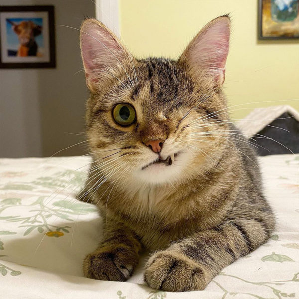 Galileo Shows How Blind Cats Rock After Virus Take His Vision