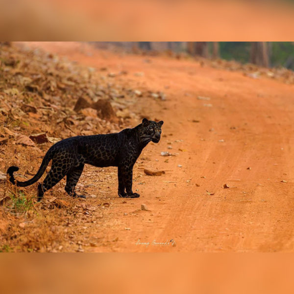 Stunning Rare Wild Black Leopard Photographed in India