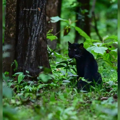 Stunning Rare Wild Black Leopard Photographed in India