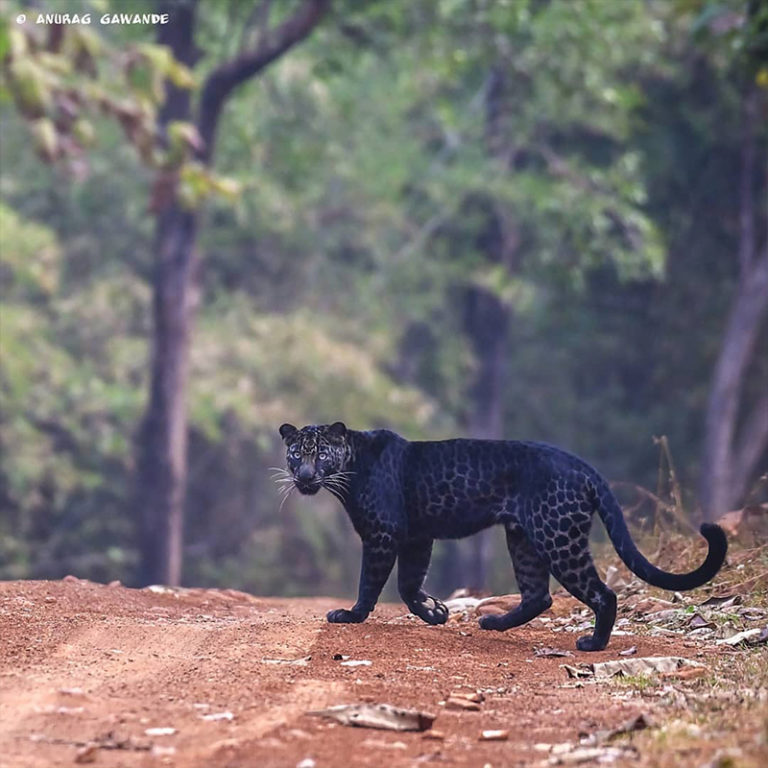 Stunning Rare Wild Black Leopard Photographed in India
