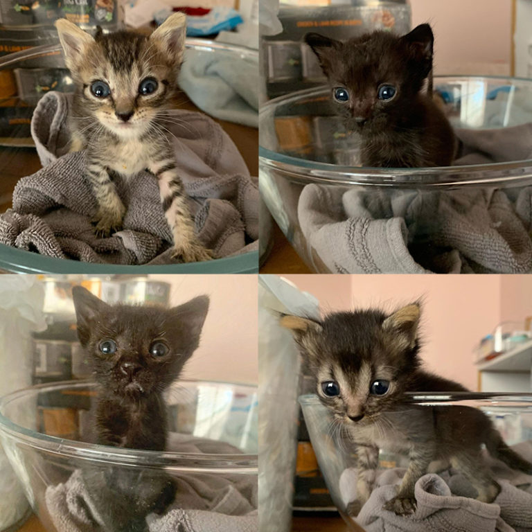 Pawsitive Vibes and Love Turn Things Around for Louisiana Kitten