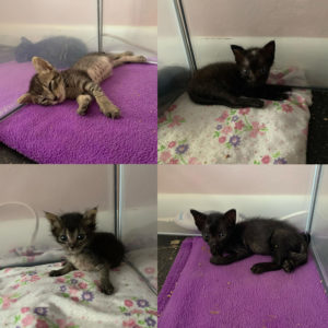 Pawsitive Vibes and Love Turn Things Around for Louisiana Kitten