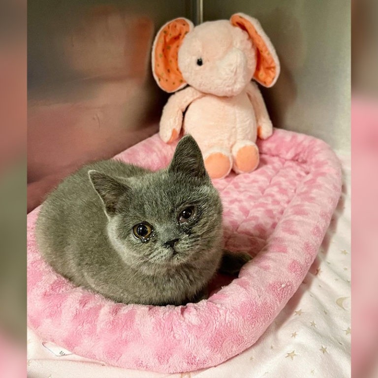 Rescued Kitten Cocomelon and Jessica Rabbit Become Besties