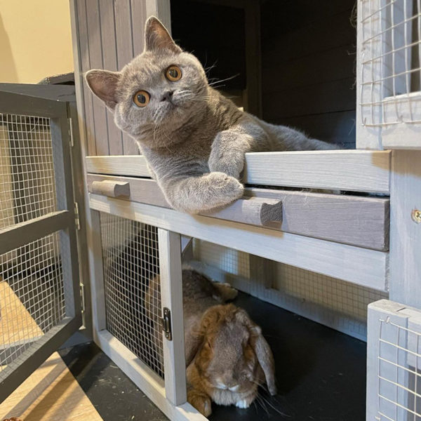 Rescued Kitten Cocomelon and Jessica Rabbit Become Besties