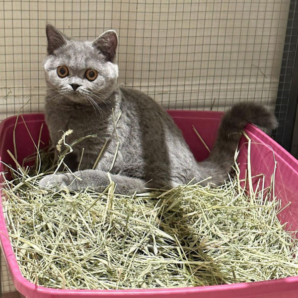 Rescued Kitten Cocomelon and Jessica Rabbit Become Besties