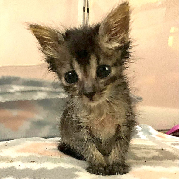 Pawsitive Vibes and Love Turn Things Around for Louisiana Kitten