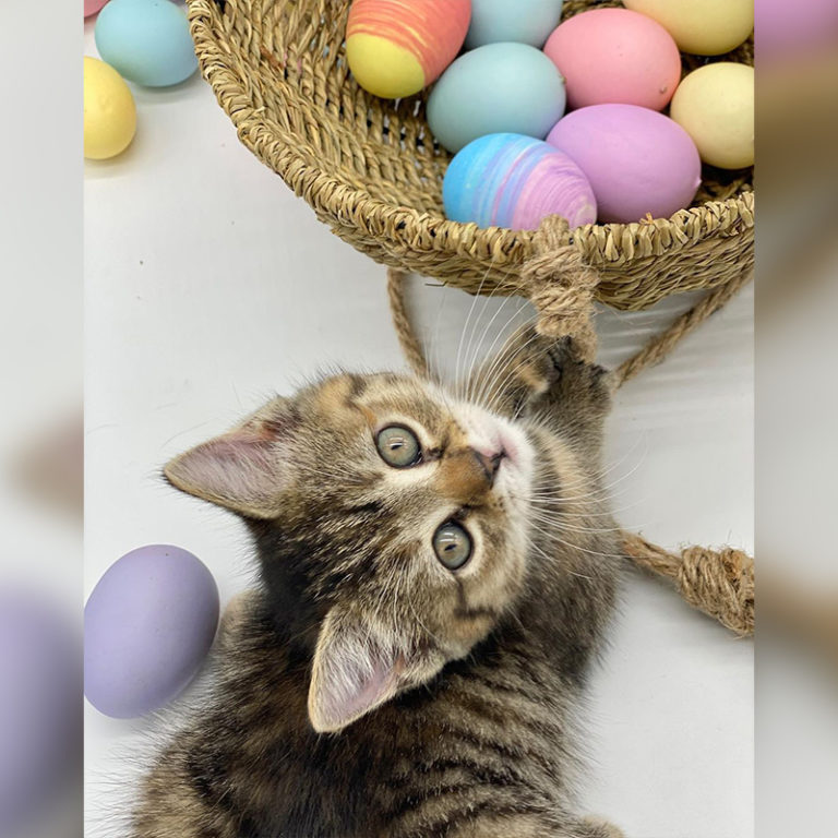 Foster Mom's Emotional Sendoff to Freckles and Her Easter Egg