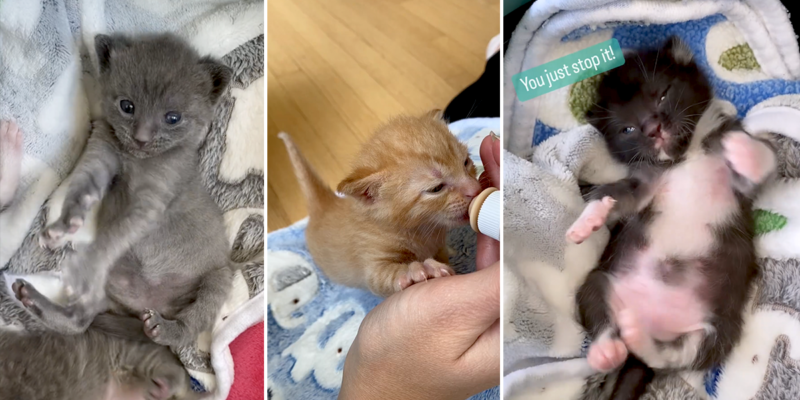 Foster Mom Creates the Funniest Instagram Reels of Cute Kittens