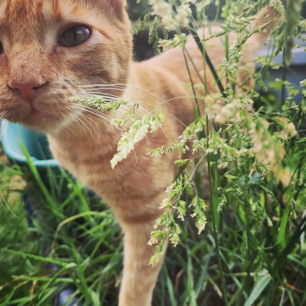 Witches Brew Helps Rescue Magical Stray Cats in Coastal Oregon