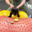 Tragically Paralyzed Kitten Improves With Physical Therapy, Love