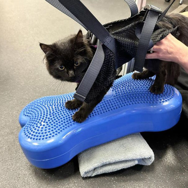 Tragically Paralyzed Kitten Improves With Physical Therapy, Love