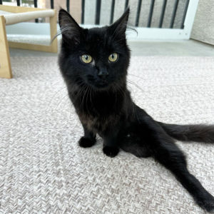 Tragically Paralyzed Kitten Improves With Physical Therapy, Love