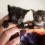 Gremlin Kitten Stripe Hatches from Fuzzy Cocoon in Foster Care