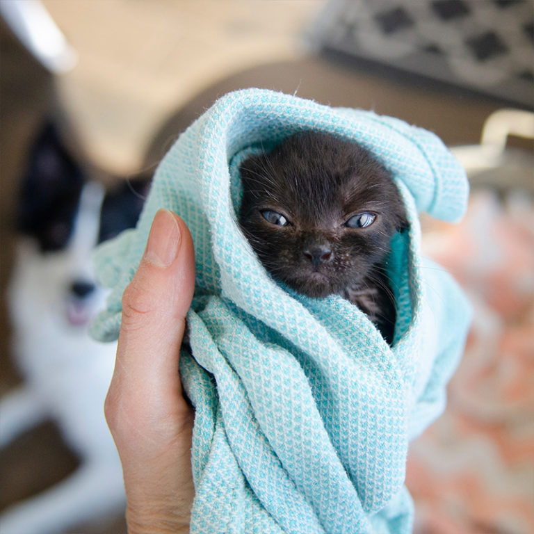 Gremlin Kitten Stripe Hatches from Fuzzy Cocoon in Foster Care