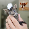 Gremlin Kitten Stripe Hatches from Fuzzy Cocoon in Foster Care