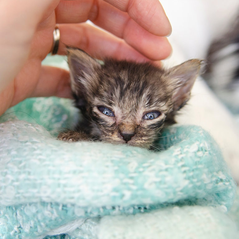 Gremlin Kitten Stripe Hatches from Fuzzy Cocoon in Foster Care