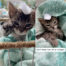 Gremlin Kitten Stripe Hatches from Fuzzy Cocoon in Foster Care