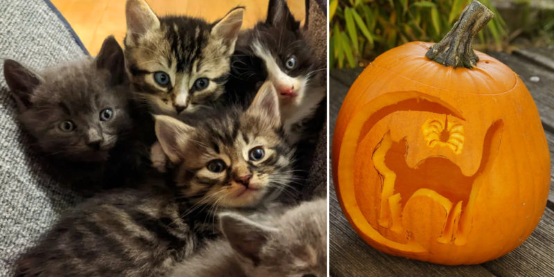 Witches Brew Helps Rescue Magical Stray Cats in Coastal Oregon