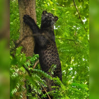 Stunning Rare Wild Black Leopard Photographed in India