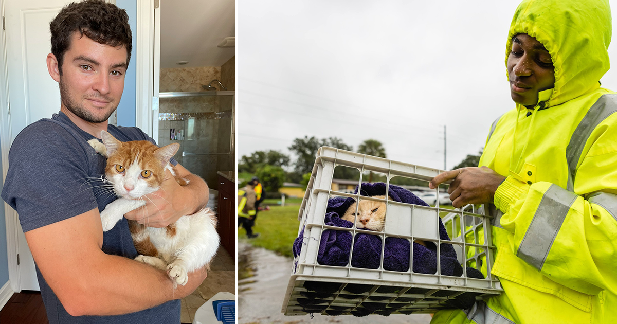 Rescuers Save Cats and Animals Displaced by Hurricane Ian