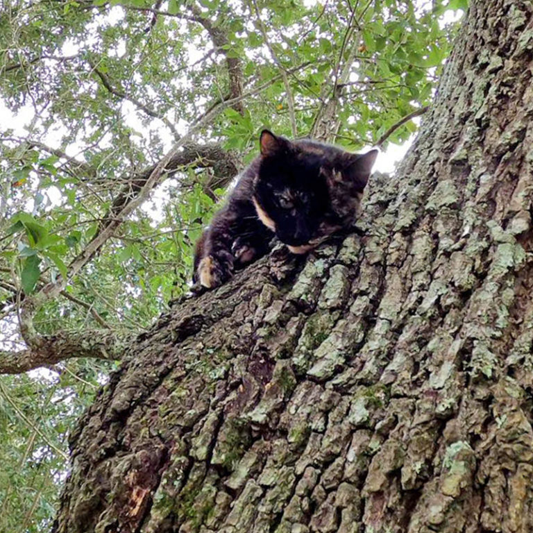 Sweet Tortie Trusts 'Cat Rescue Guy' Completely in Daring Rescue